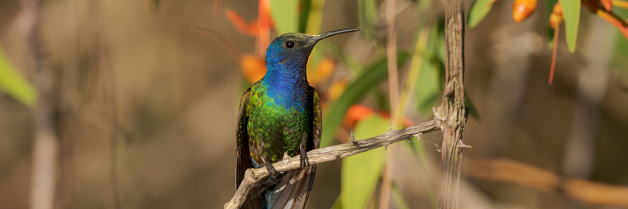 World Wildlife Fund | WWFGifts Catalog