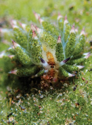 World Wildlife Fund | WWFGifts Catalog