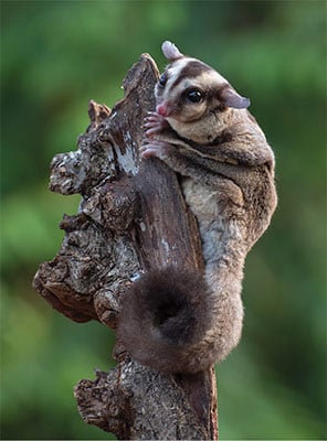 World Wildlife Fund | WWFGifts Catalog